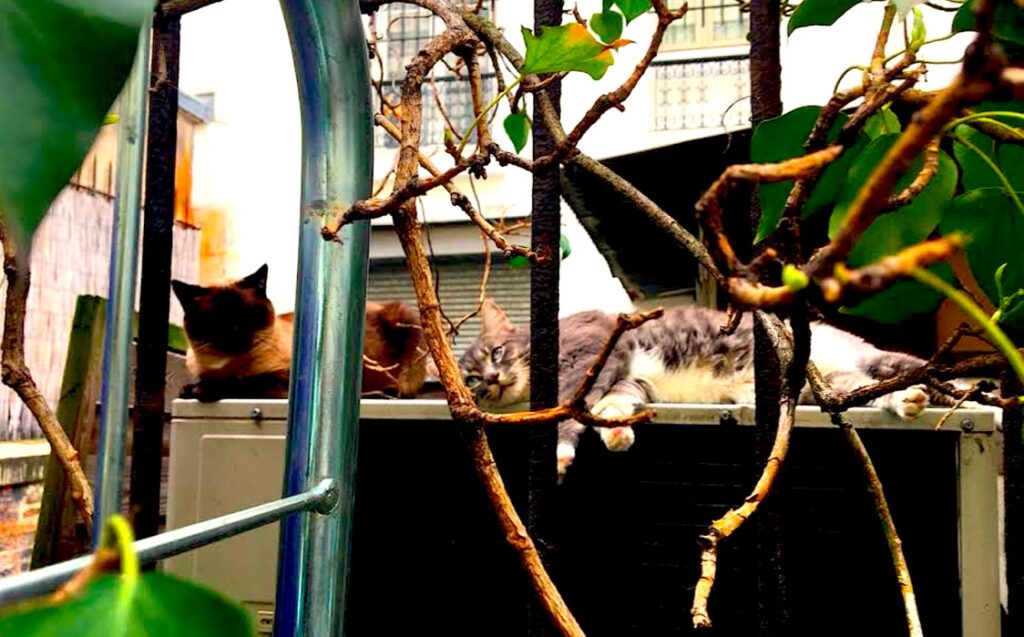 CHATS (2) - Noël Herpe - auteur/acteur/performeur